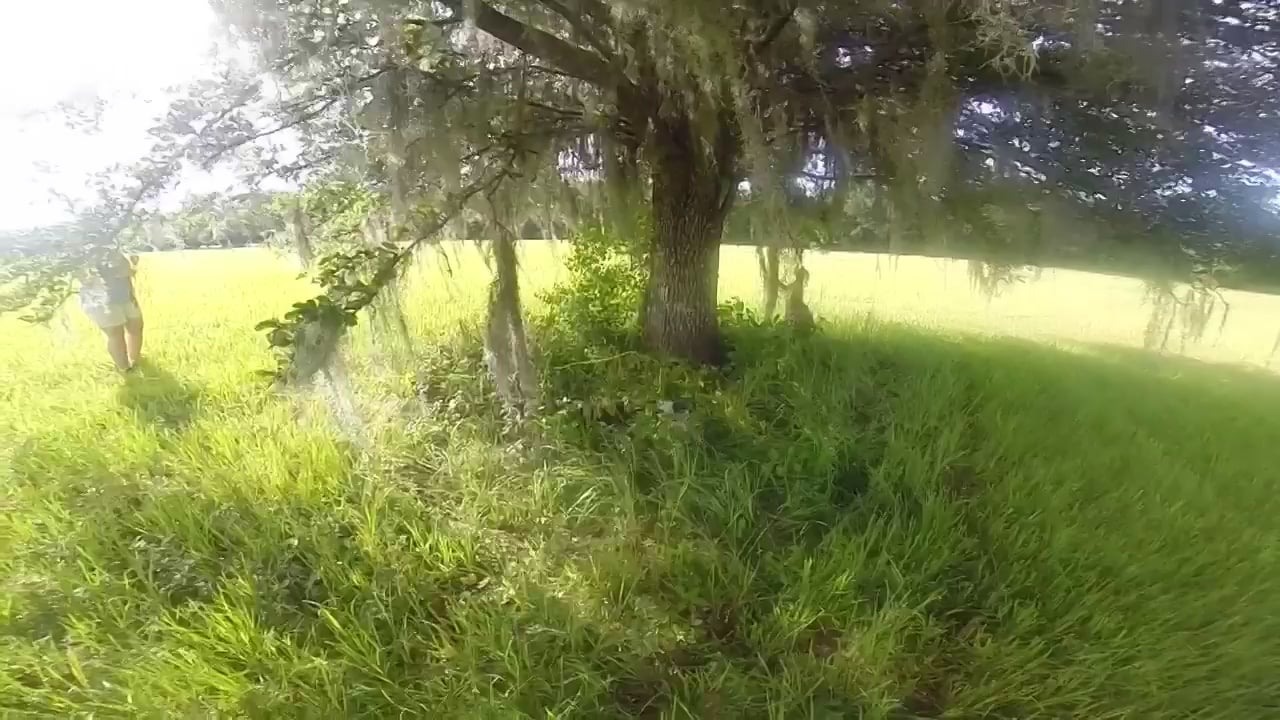 Small Munsterlander Kayden working on birds on Vimeo