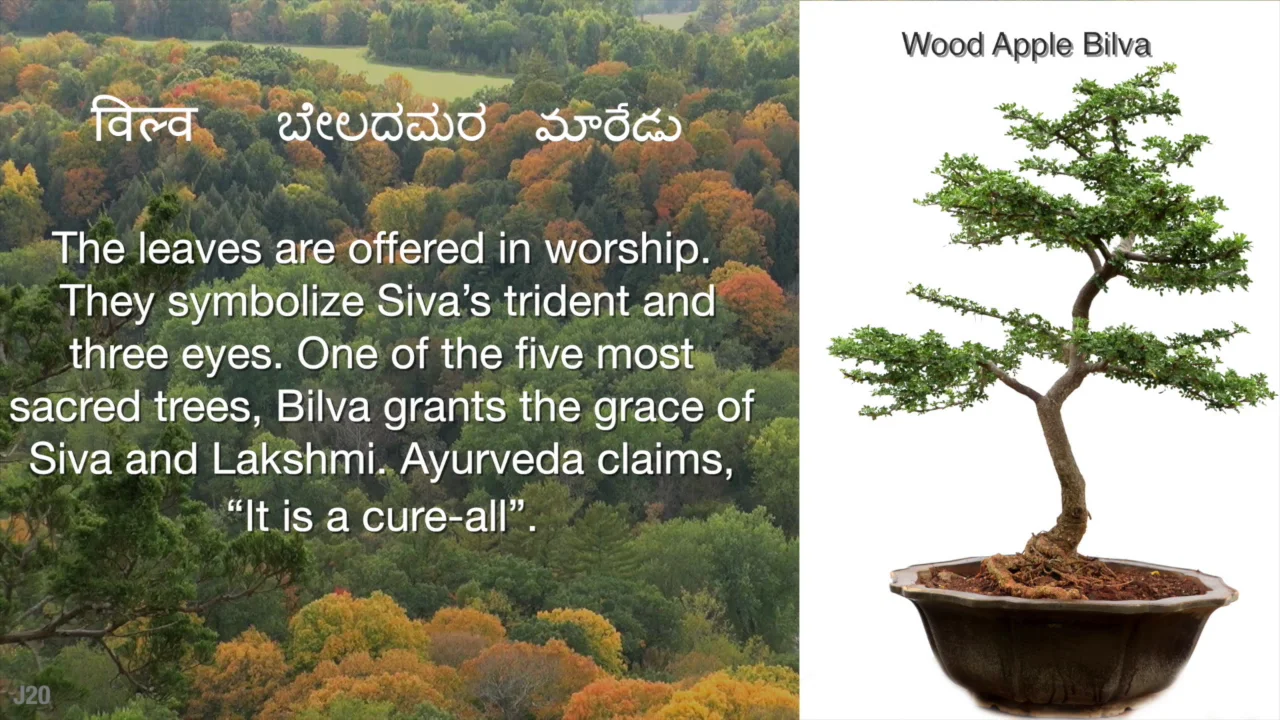 A tree that heals body, mind, and spirit deserves veneration ~ Bonsai ...