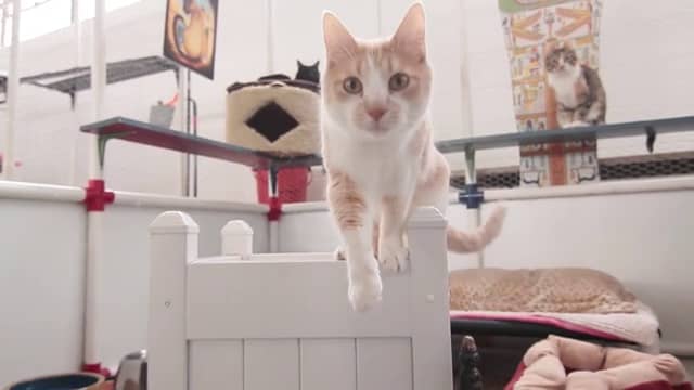 Animal House - Donate on Vimeo