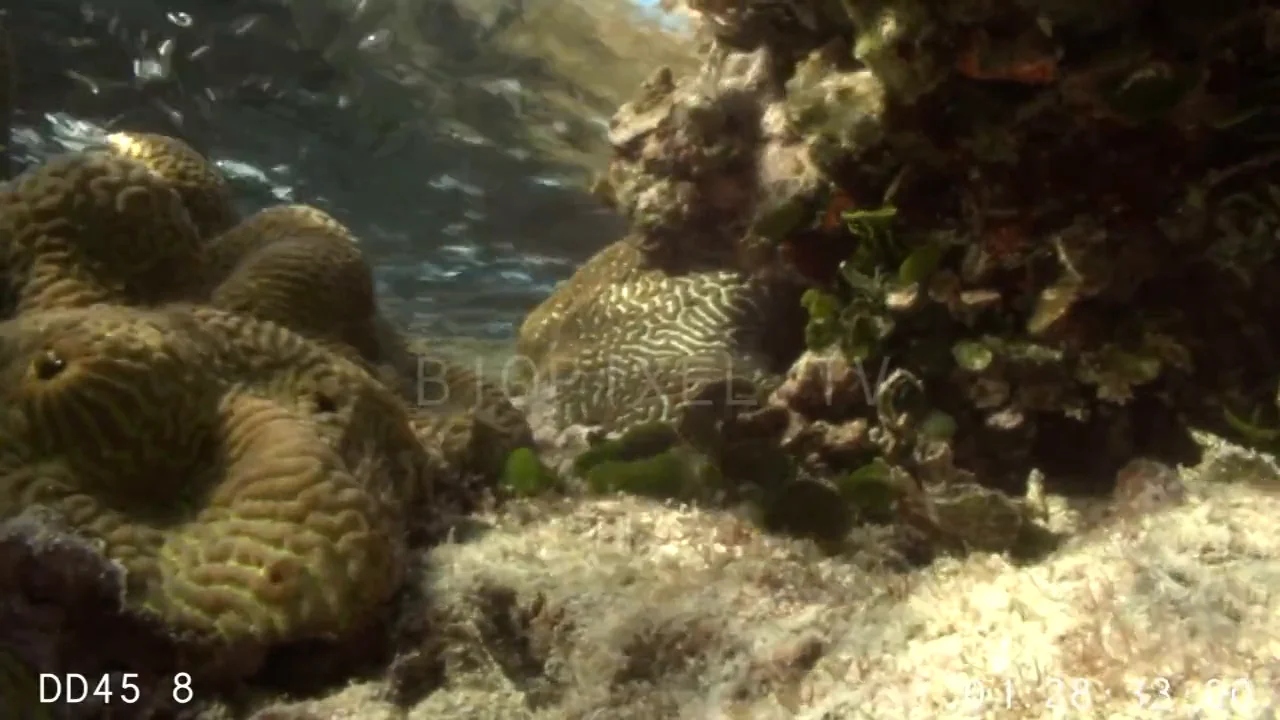 Coral Reefs - Reef flat at low tide on Vimeo