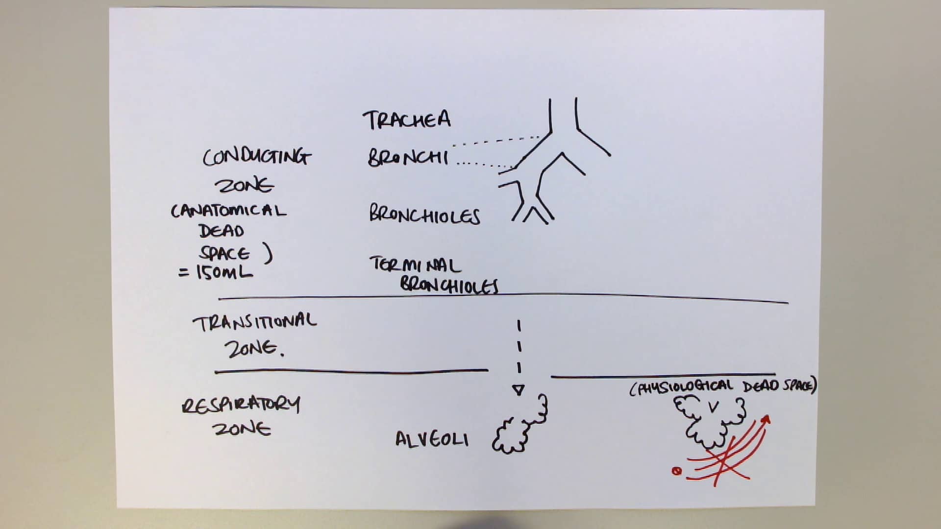 Respiratory Dead Space - Physiology - Explanation on Vimeo