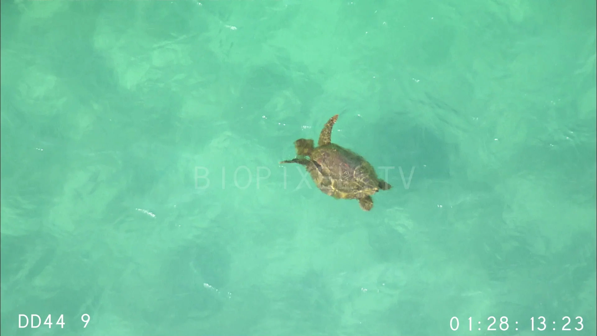 Sea Turtles - Aerial - Loggerhead turtle on Vimeo
