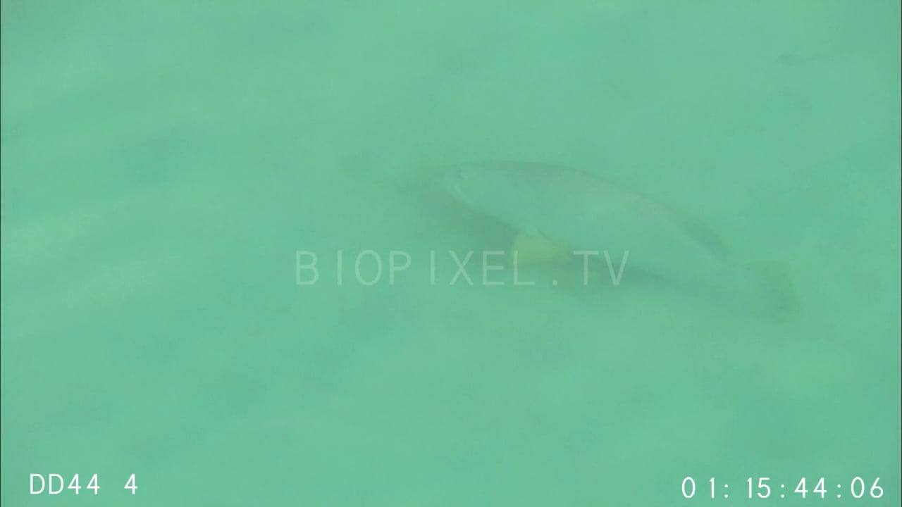 Fish Groupers and Cod - Aerial - Giant Queensland Grouper swimming in ...
