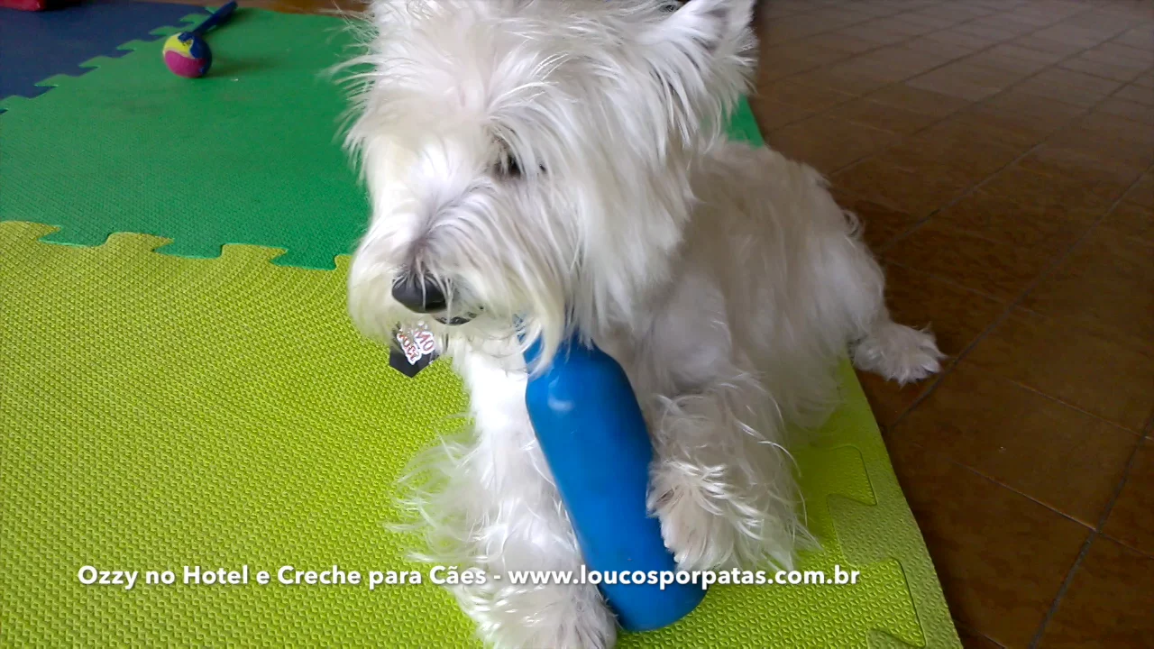 Ozzy na Creche "Loucos por Patas" on Vimeo
