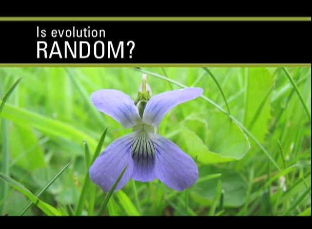 EVO QUESTION 9: IS EVOLUTION RANDOM? on Vimeo