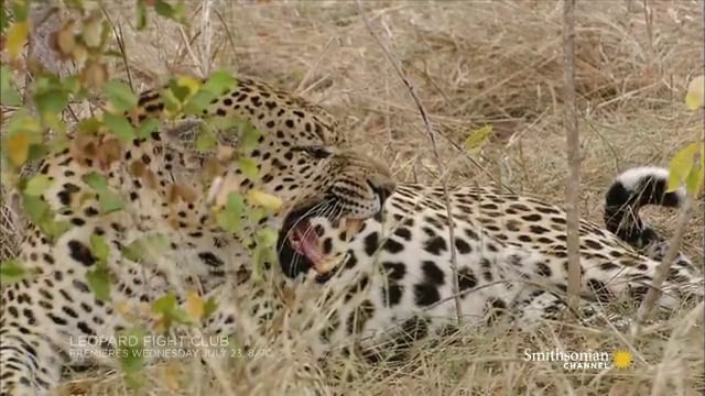Leopard Fight Club (Smithsonian Channel) on Vimeo