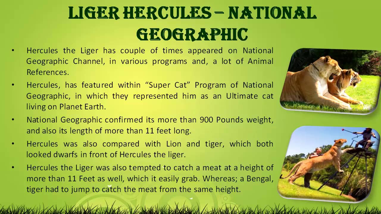 Liger Hercules at National Geographic Channel on Vimeo