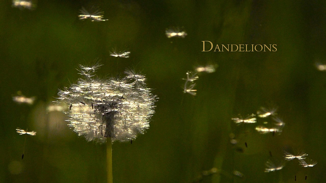 DANDELIONS time laps on Vimeo