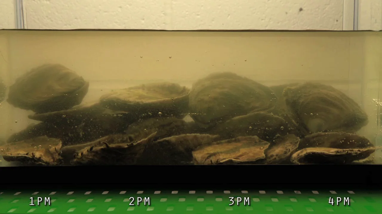 Oyster Filtration Timelapse