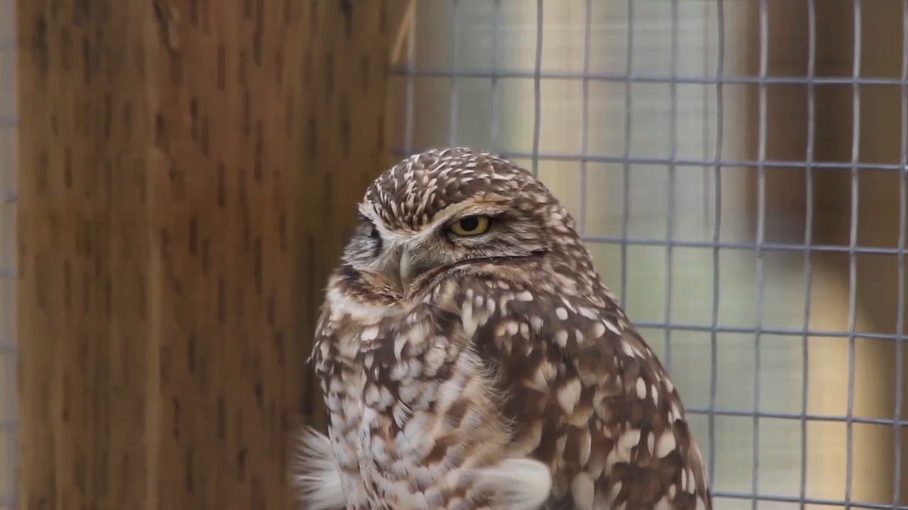 Digging for Owls: Reintroducing the Burrowing Owl to British Columbia ...
