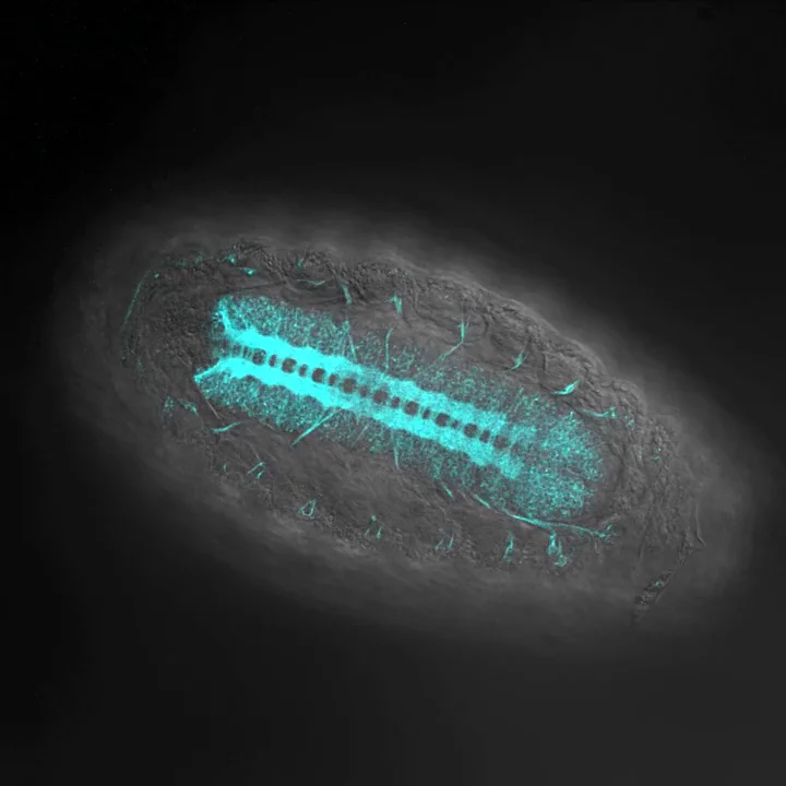 Connie Rich - Seven Channel Section. MBL Embryology 2014 on Vimeo