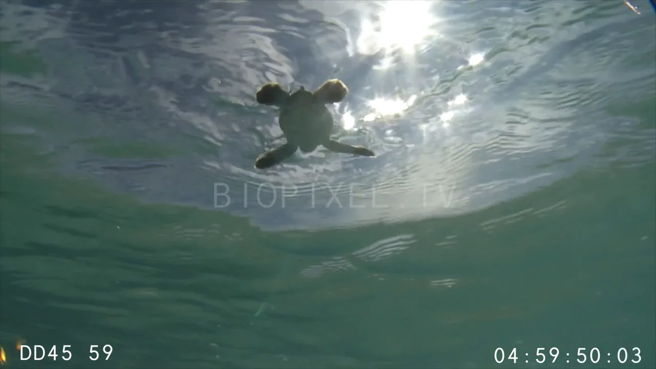 Reproduction Turtles - Baby green sea turtle hatchling swimming off ...