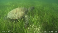Seagrass Green Sea Turtle Feeding On Seagrass 1 On Vimeo