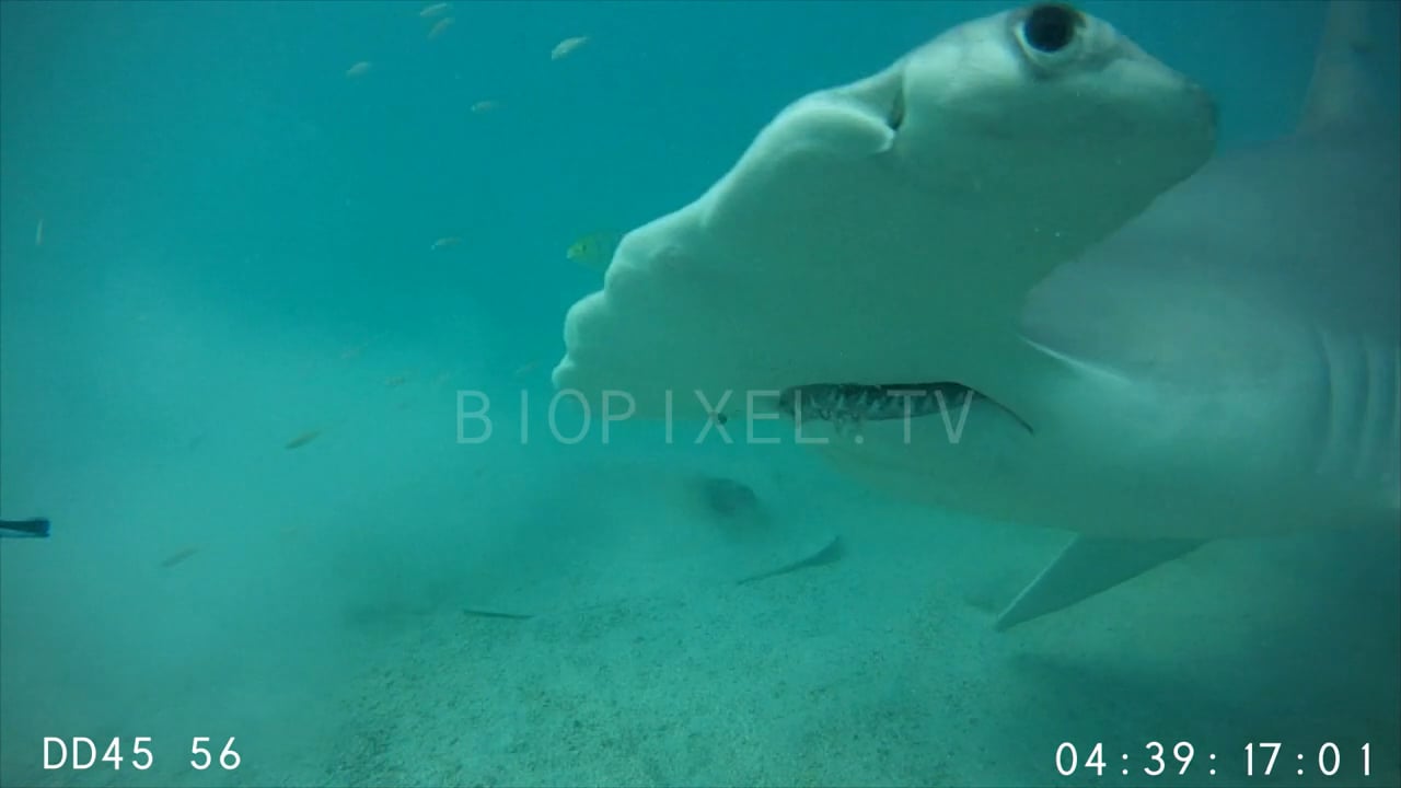 Stingrays and rays - Great Hammerhead Shark feeding on stingray on Vimeo