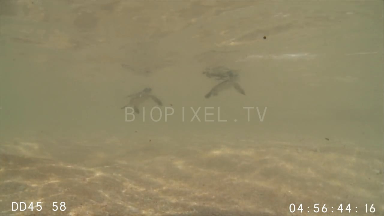 Reproduction Turtles - Green sea turtle hatchlings entering water on Vimeo