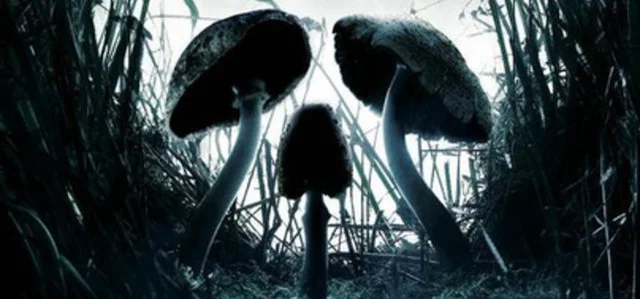 SHROOMS the movie on Vimeo