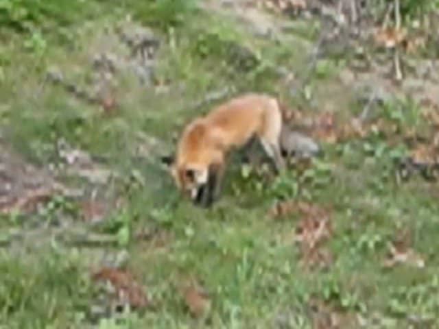 Tan fox visits on Vimeo
