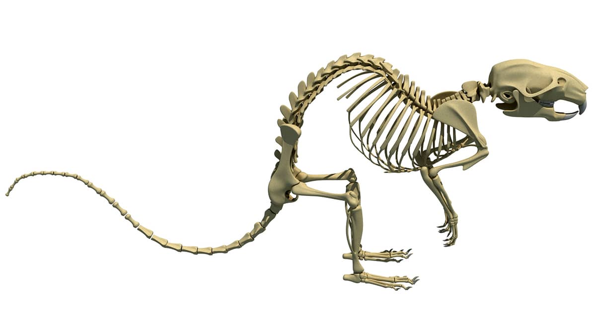Rat Skeleton 3D Model on Vimeo