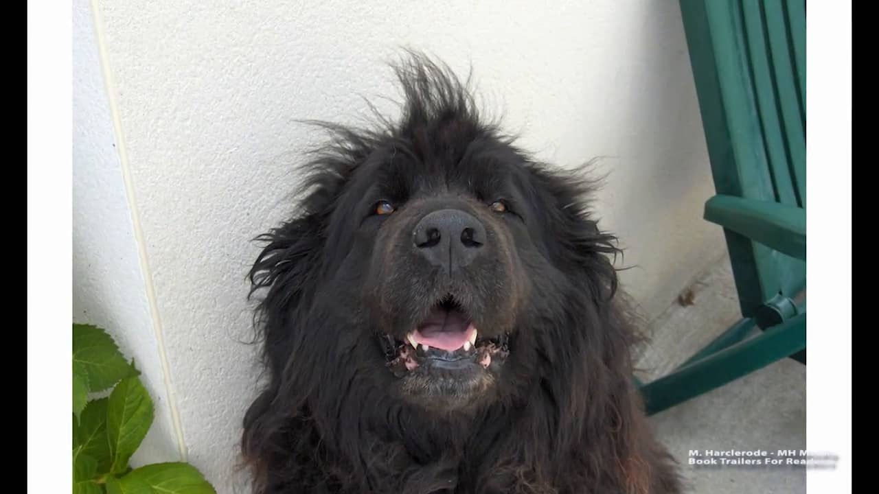 Elvis and the Underdogs Book Trailer on Vimeo