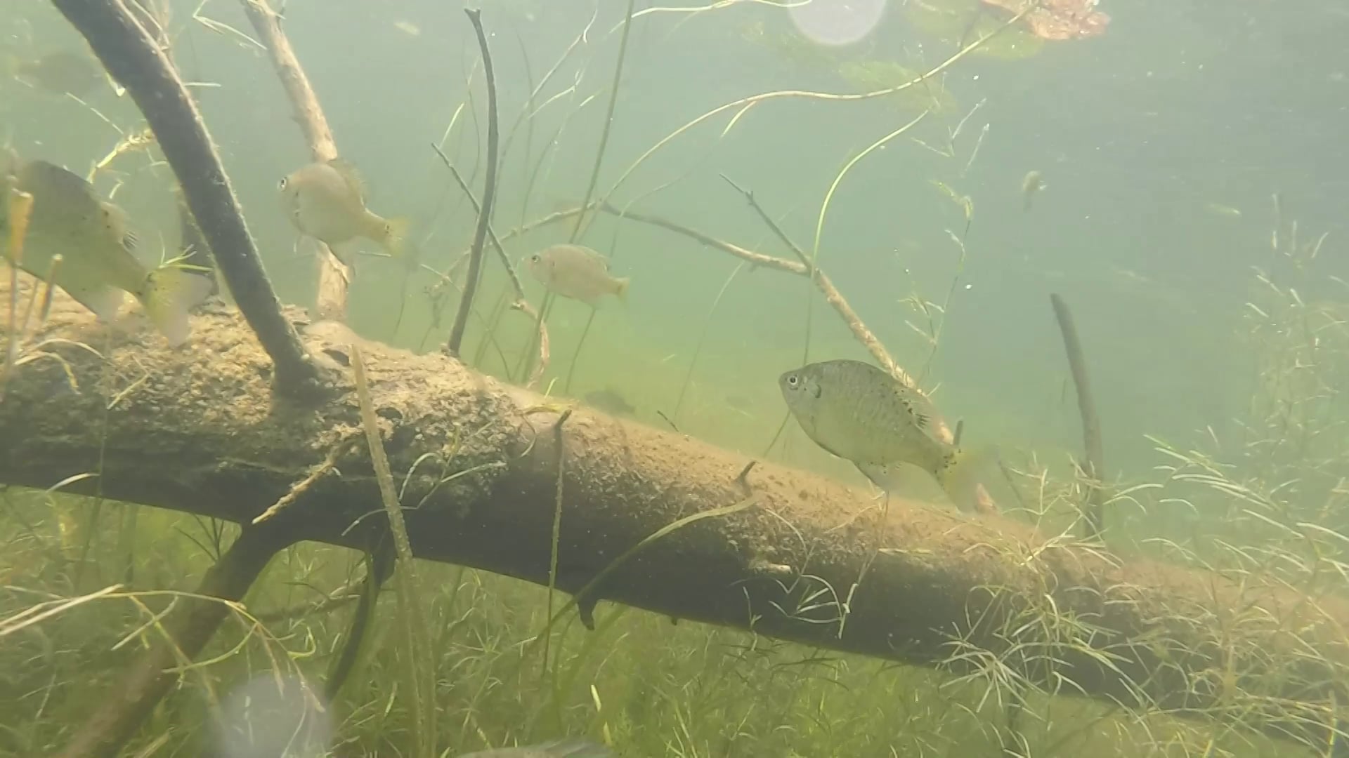 Fish (to) on Vimeo