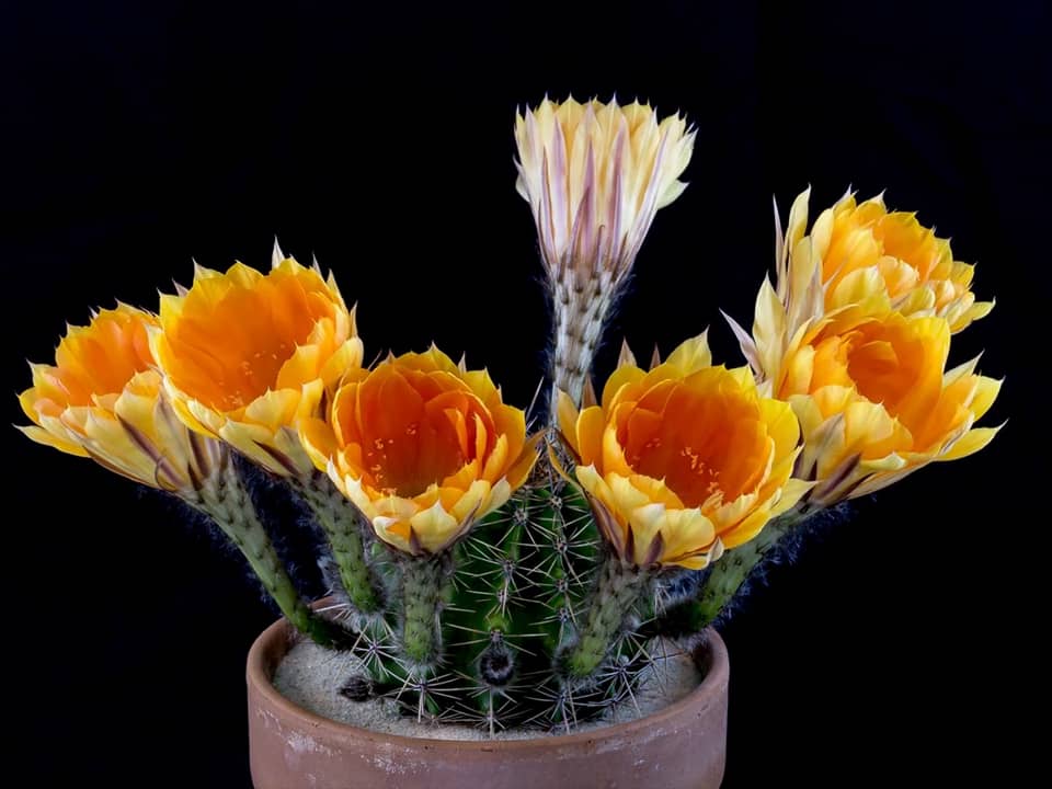 A 3rd Compilation of Cactus Flower Opening Time Lapses on Vimeo