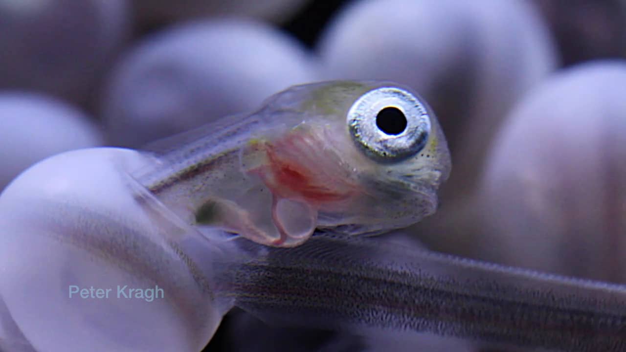 Wolf eel eggs hatching and baby wolf eels on Vimeo