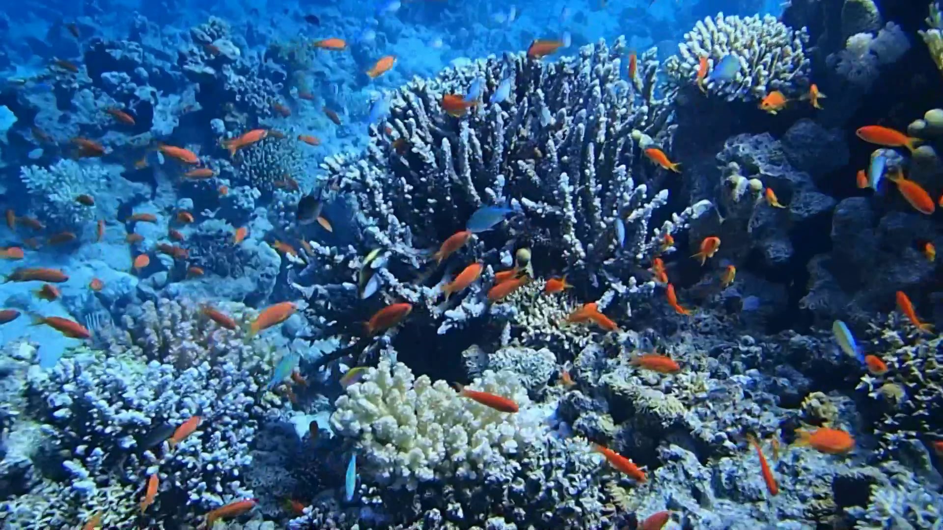 Nurkowanie Egipt 2014 on Vimeo