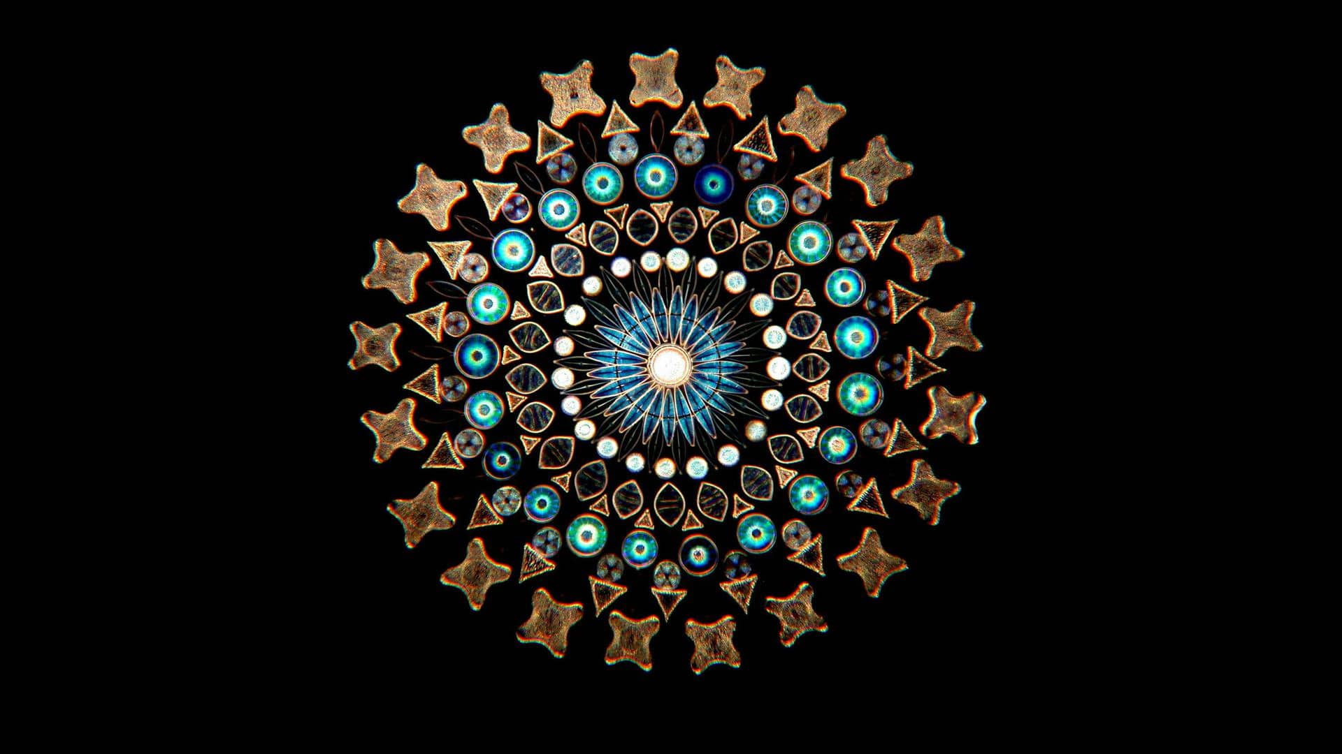 The Diatomist on Vimeo