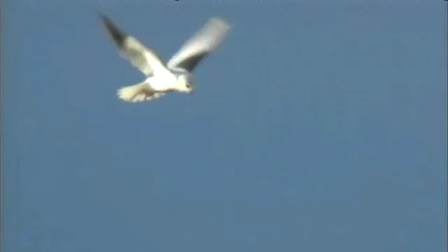 Wildlife Cameraman - Graham Horder - Black shouldered kite on Vimeo