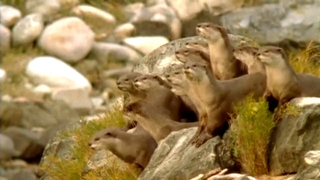 Wildlife Cameraman - Graham Horder - India's Otter Paradise on Vimeo