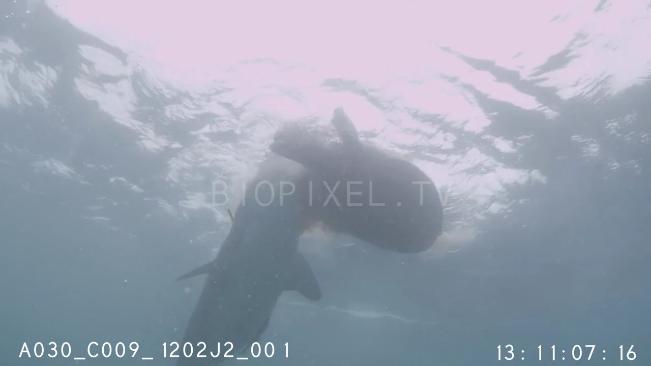 tiger shark / turtle interaction - Tiger shark feeding on turtle 4K 13 ...