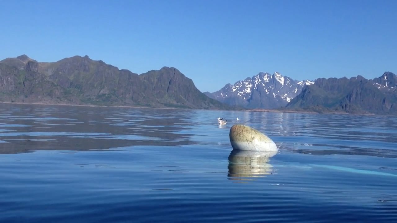 Whaling in Norway on Vimeo