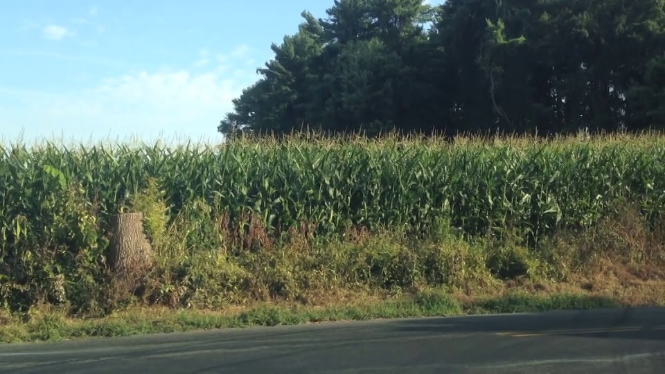 Corn Safari on Vimeo