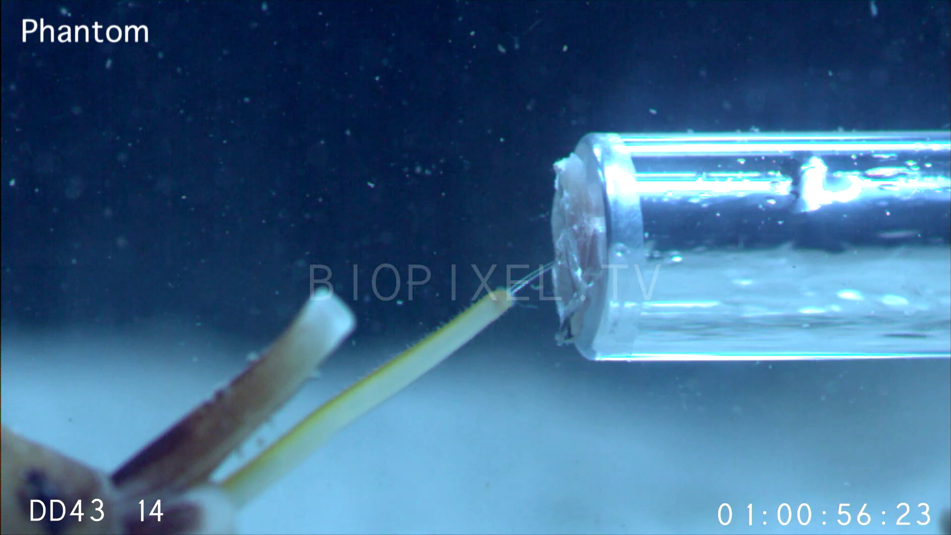 Shells - Cone shell firing harpoon high speed 2000 fps on Vimeo