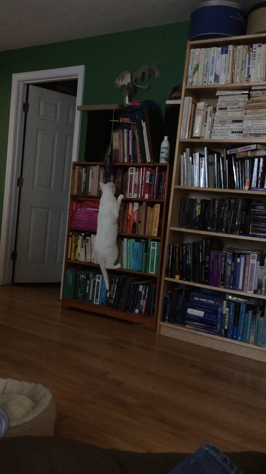 Juniper Lightning Bug tries to get a feather. on Vimeo