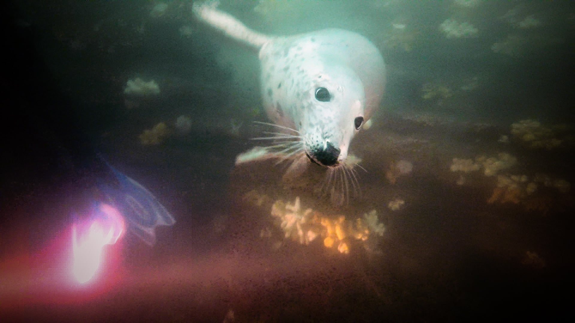 Diving with seals in Scotland