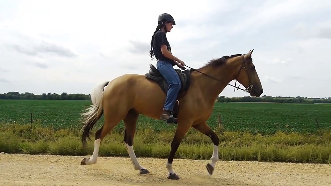 Difference Between Pace, Stepping Pace, and Smooth Gait (updated 2014 ...