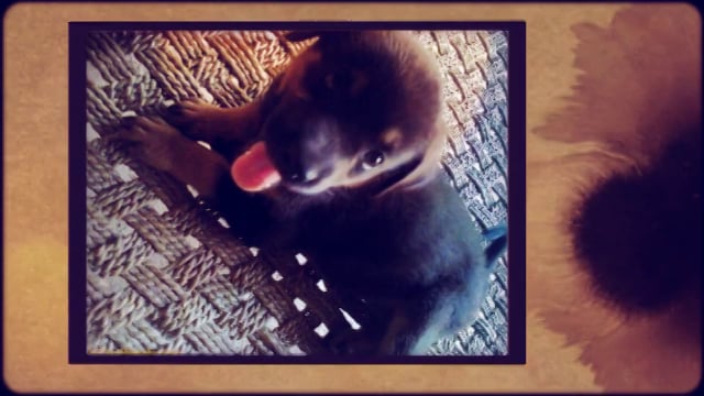 Cute Dogs on Vimeo