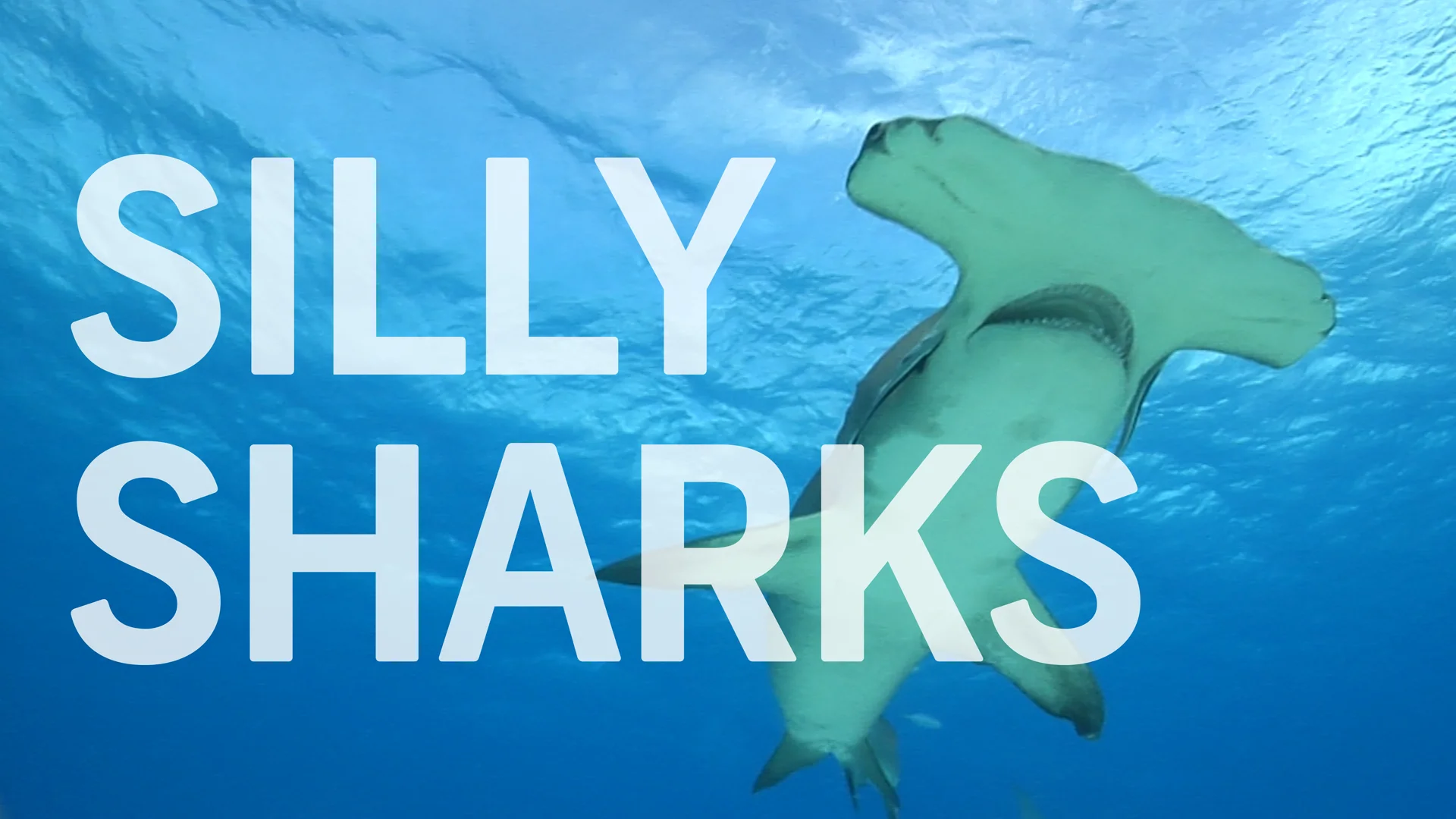 Silly Sharks on Vimeo