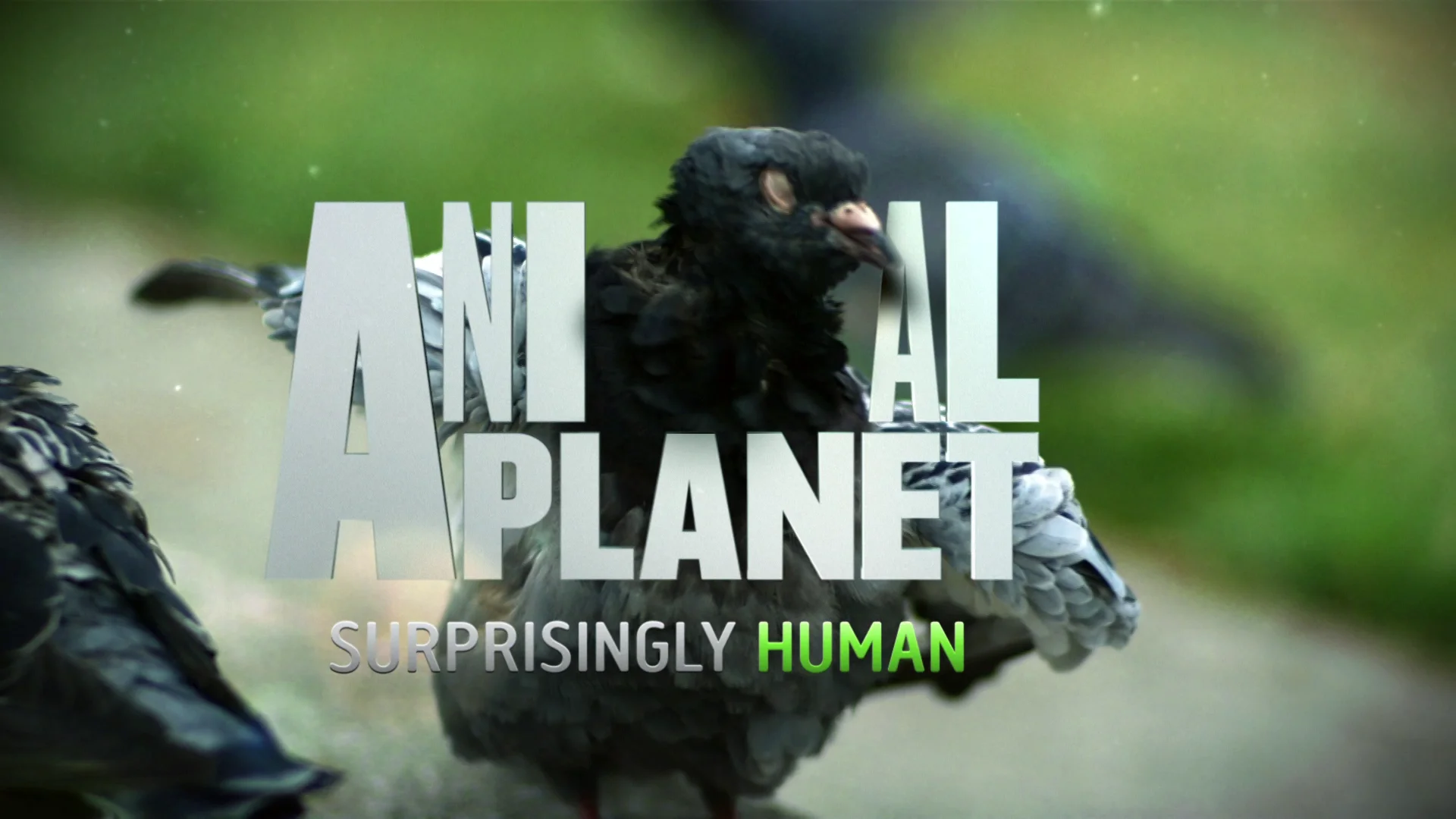 Animal Planet Idents: THE PLAYER on Vimeo