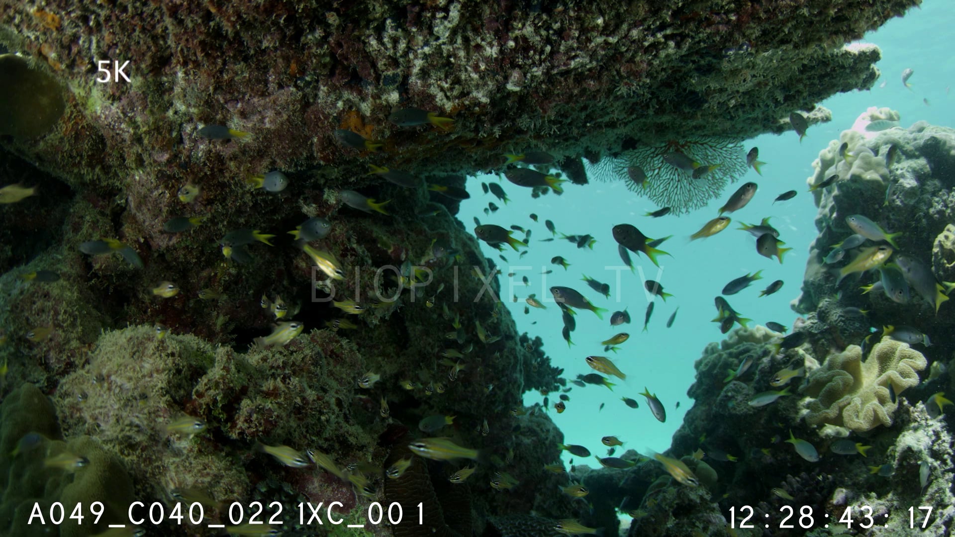 Fish - Cardinalfish 5K on Vimeo