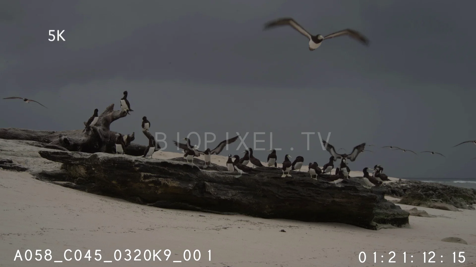 4K Raine Island - Brown boobies 3 5K on Vimeo