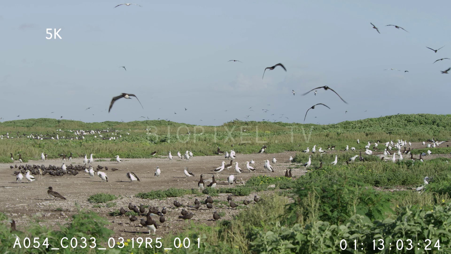 4K Bird Colony - Bird colony 4K on Vimeo