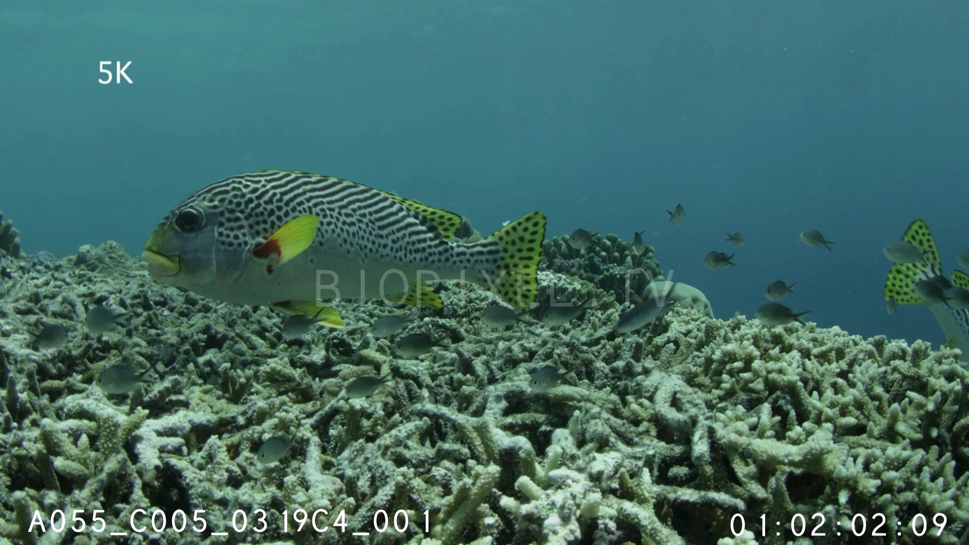 4K Fish Sweetlip - Goldmans sweetlip 5K on Vimeo