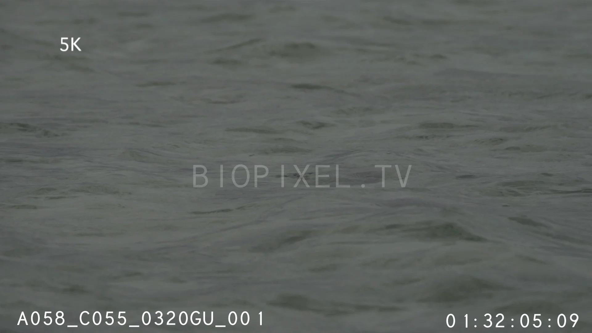 Green Sea Turtle Hatchlings - Green sea turtle hatchlings in water ...