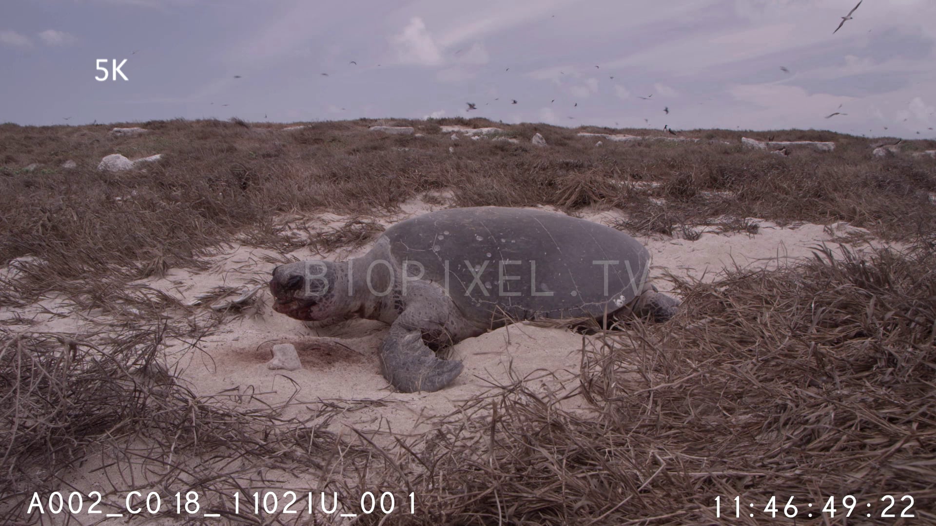 4K Green Sea Turtles in Trouble - Dead green sea turtles on island 5K ...