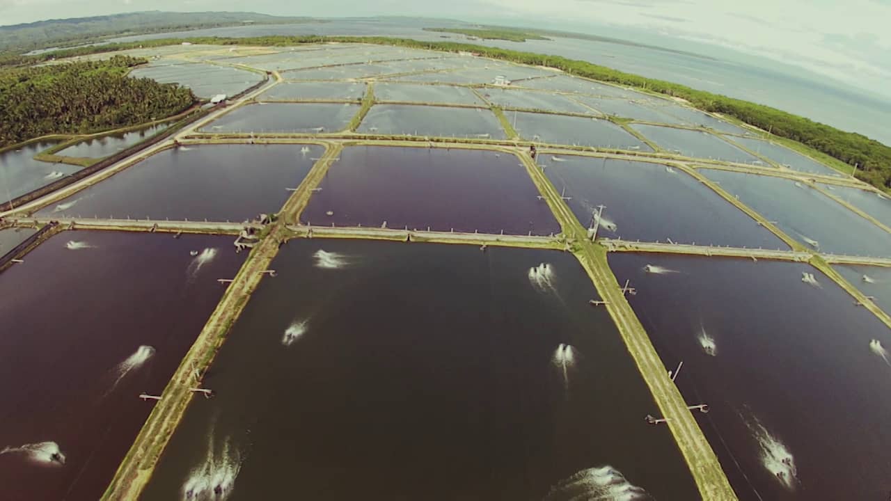 Bohol Agro-Marine Development Corporation (BAMDECOR) on Vimeo