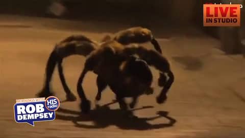 Mutant Spider Dog Scares Unsuspecting People on Vimeo