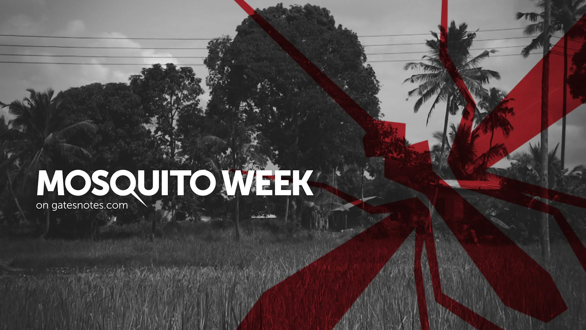 Mosquito Week Trailer on Vimeo