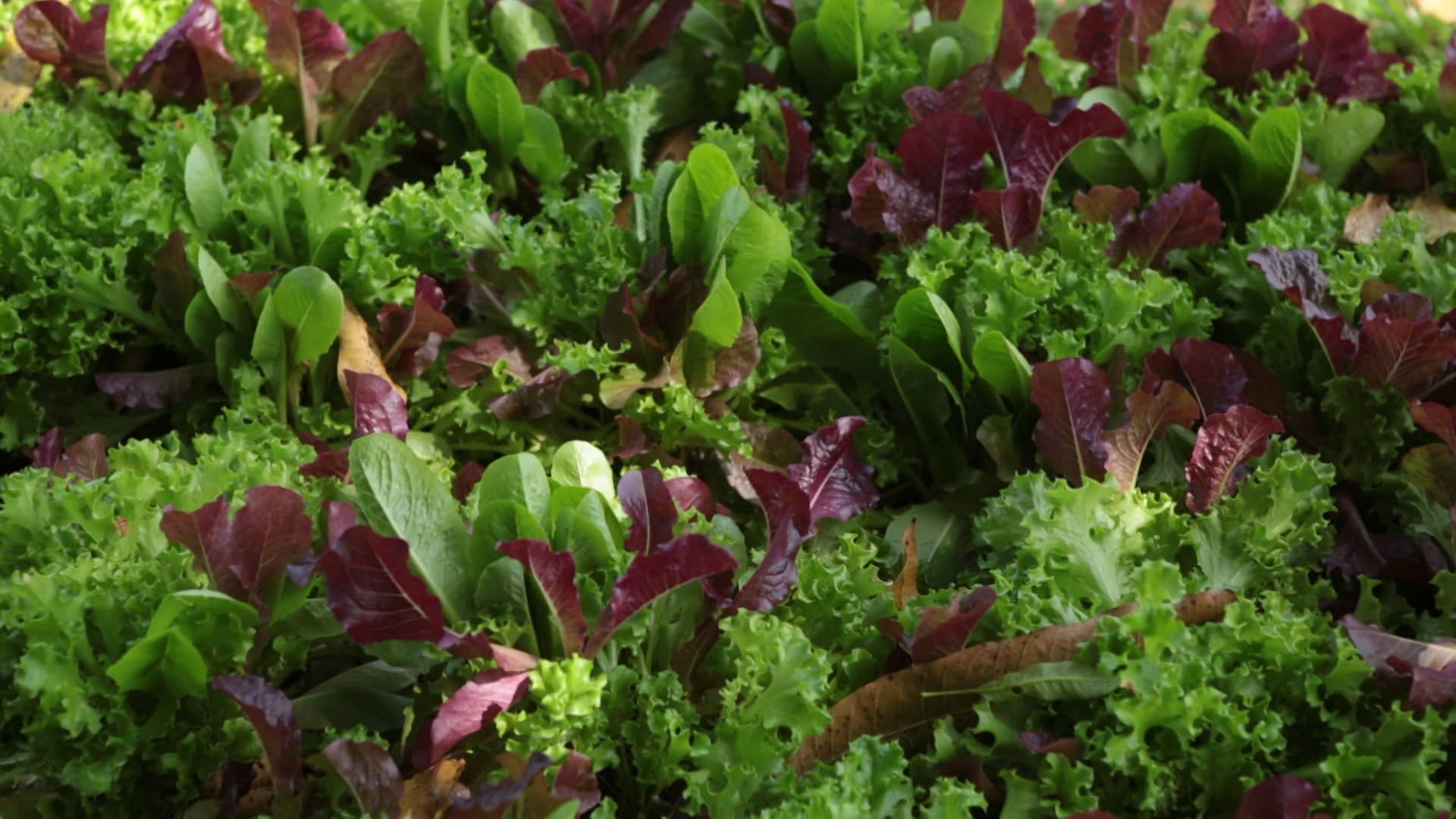 FARM FRESH MIAMI on Vimeo